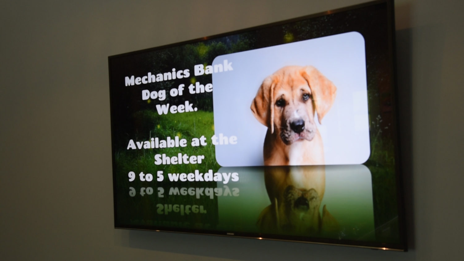 Digital Signage Increases Pet Adoptions | Retriever Digital Signage